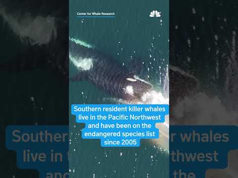 Drone cameras capture orcas using tools to groom each other | NBC4 Washington