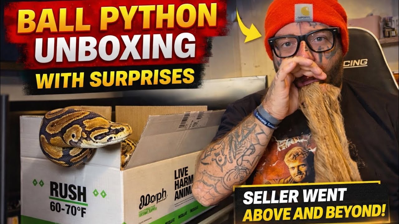 Ball python unboxing with surprises