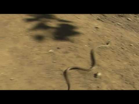 Yellow bellied Racer: World's fastest snake