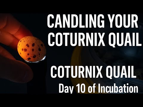 Candling Your Coturnix Quail Hatching Eggs - Day 10 of Incubating Your Eggs