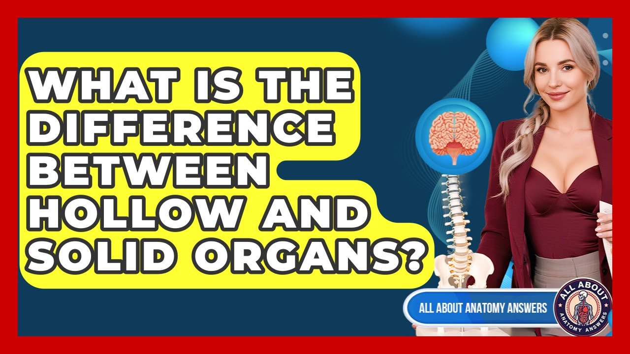 What Is The Difference Between Hollow And Solid Organs? - All About Anatomy Answers