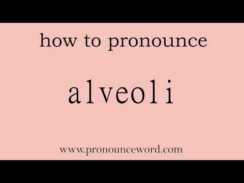 alveoli: How to pronounce alveoli in english (correct!).Start with A. Learn from me.
