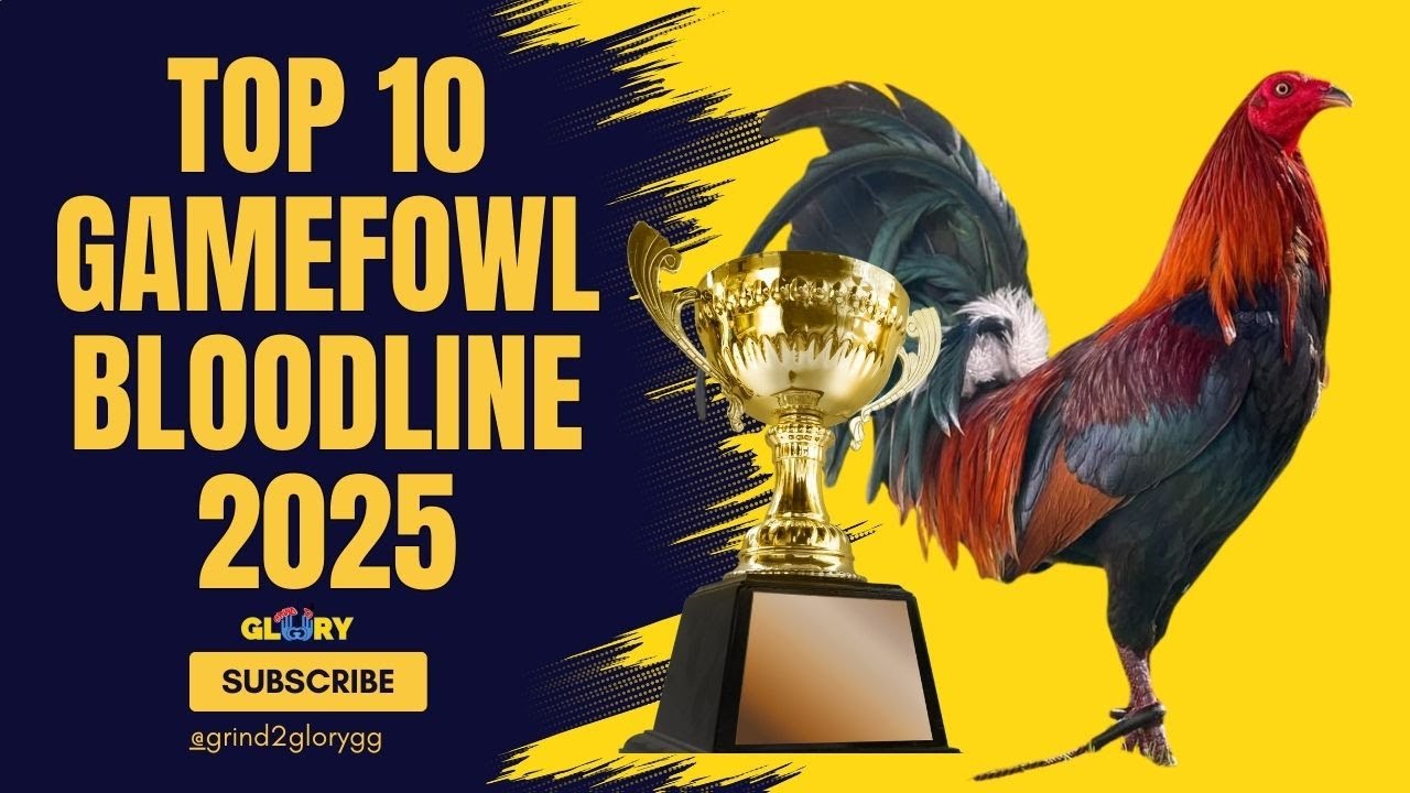 TOP 10 GAMEFOWL BLOODLINES 2025 BEST OF THE BEST MGA KASABONG!