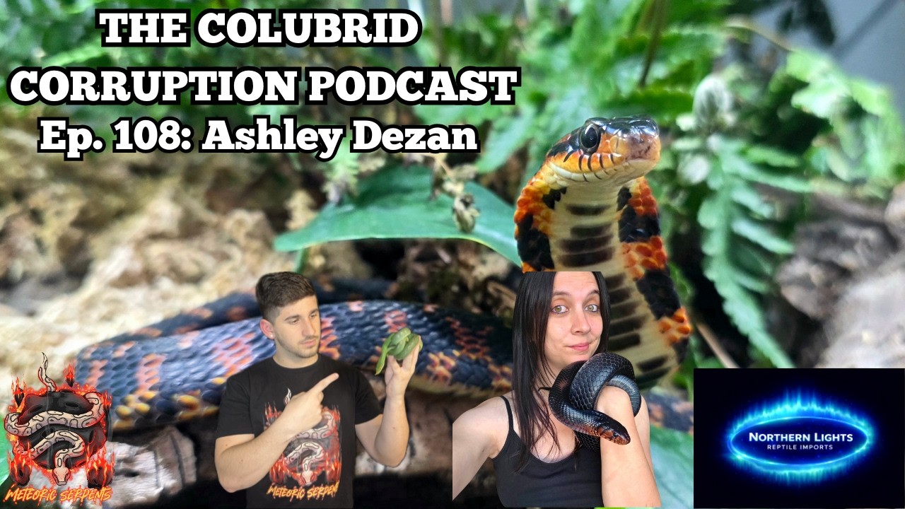 Importing & Distributing Rare Reptiles w/ Ashley Dezan | The Colubrid Corruption Podcast | Ep. 108