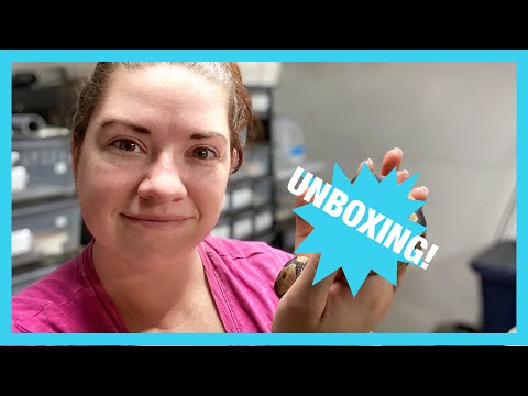 BALL PYTHON UNBOXING | Unboxing 2 Snakes from Ball Python Investments | Ball Python Breeding