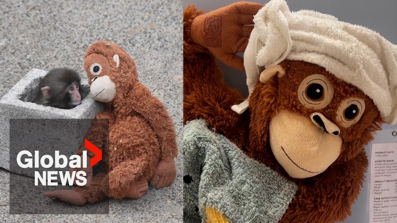 Punch the monkey’s stuffed orangutan from Ikea sold out in stores