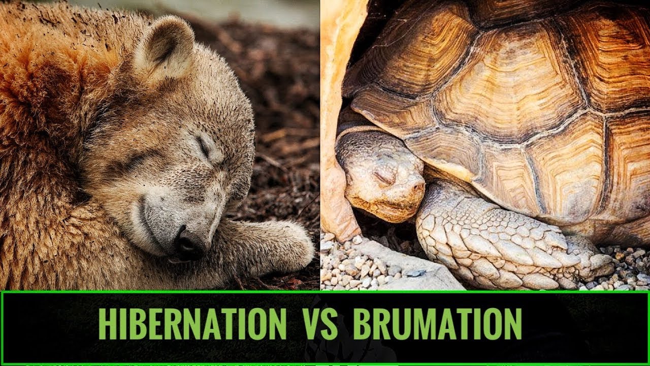 Hibernation vs Brumation for REPTILES