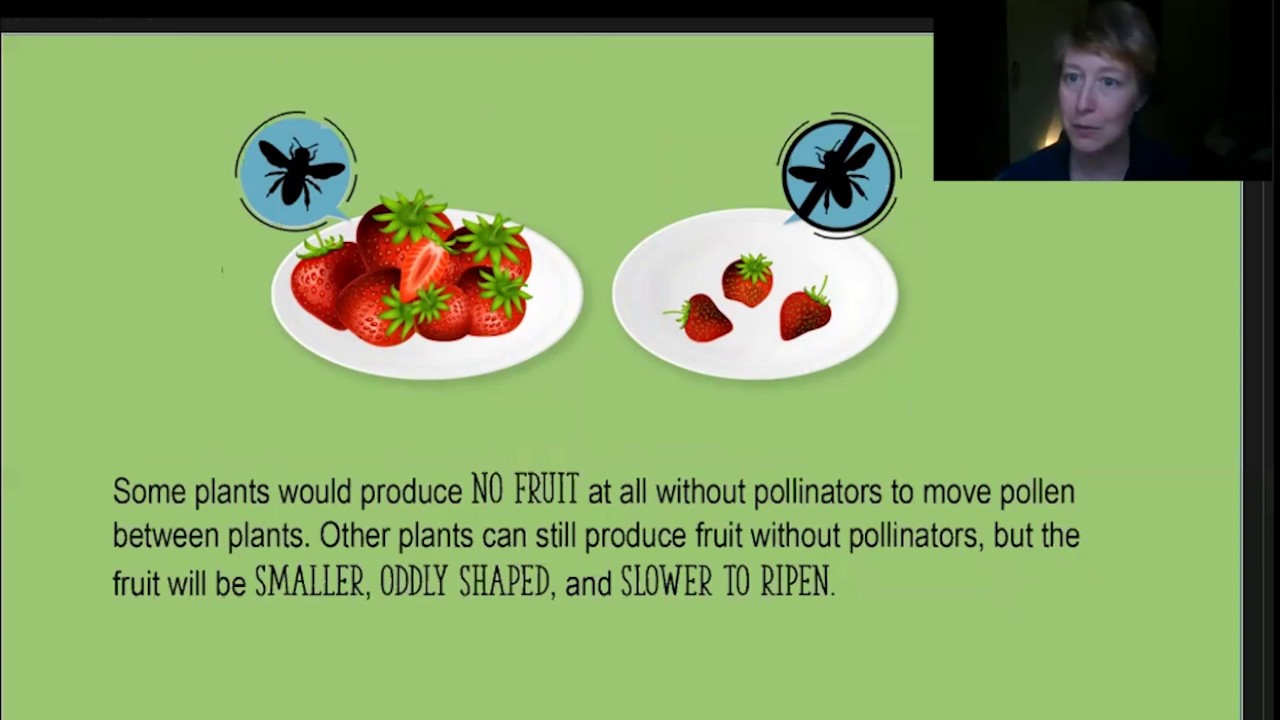 Pollinator Plate: Pollinator Education Toolkit