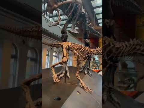 Real Dinosaur Skeleton