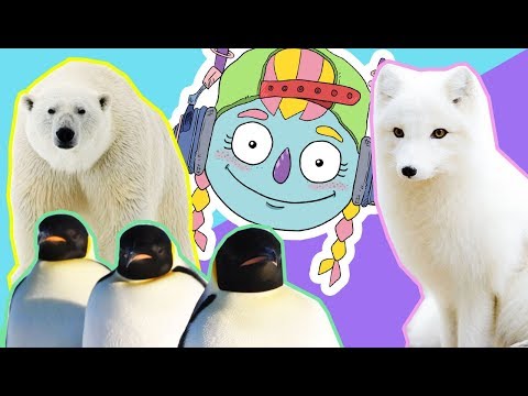 Learn Interesting Facts About Polar Region Animals For Kids
