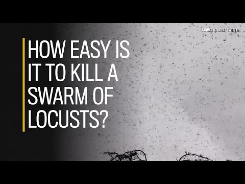 NP Explained: How easy is it to kill a swarm of locusts?