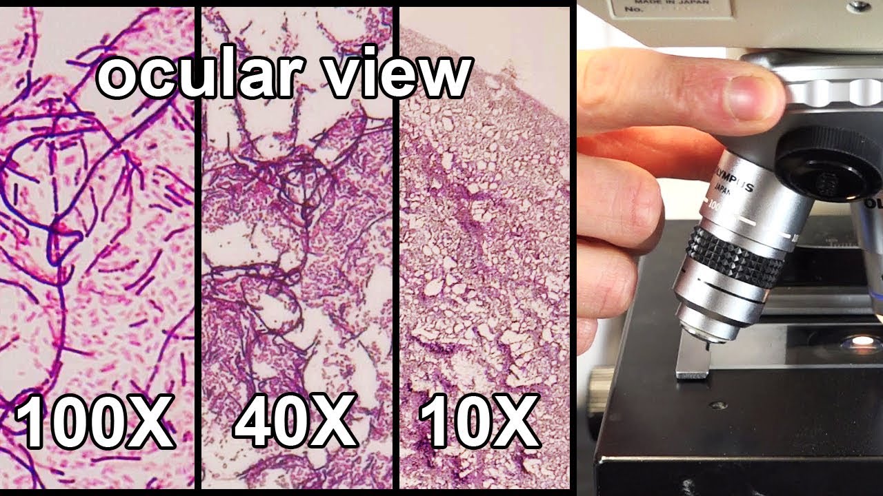 How to Focus a Microscope & How the Field of View Changes
