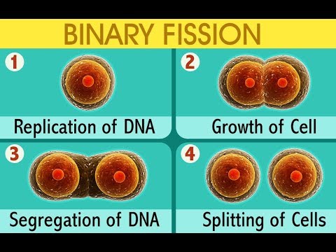 Binary Fission Steps