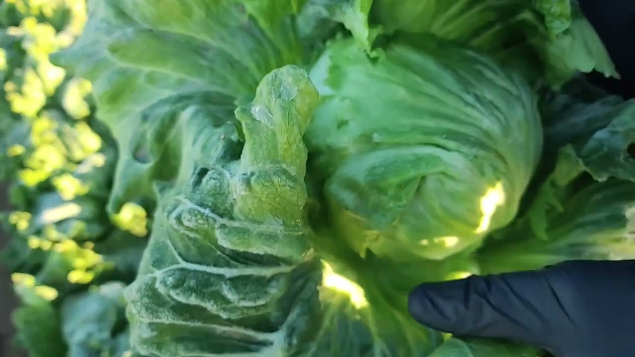 LIVE FROM THE FIELDS: Lettuce Ice in the Desert Region