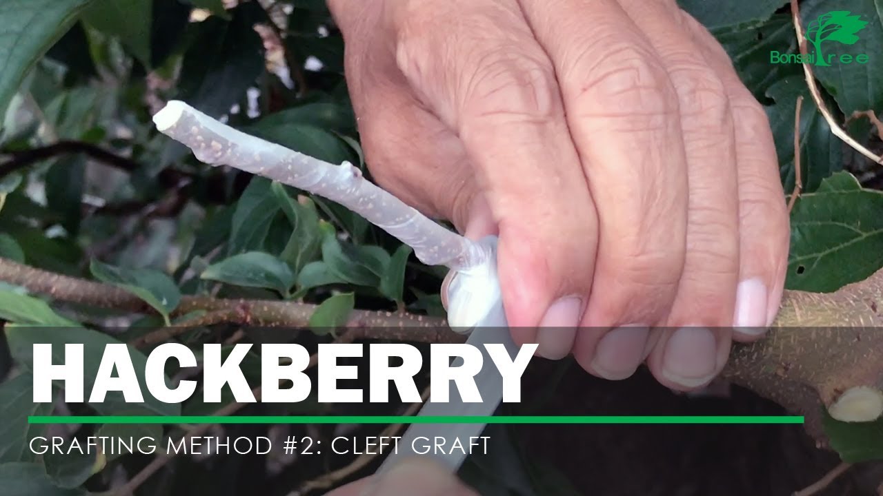Grafting Hackberry, method 2