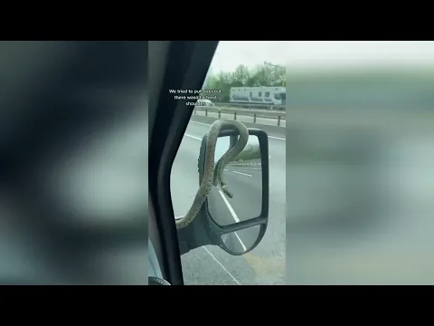 What Nightmares Are Made Of: Snake Clings to Van's Mirror While Driving ...