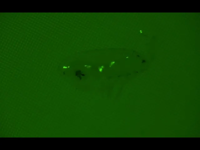 Zooplankton Transport Microplastics Deep Into the Ocean | Technology ...